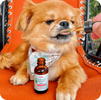 Joint Supplements for Dogs by The Joint Health Experts | Wuffes