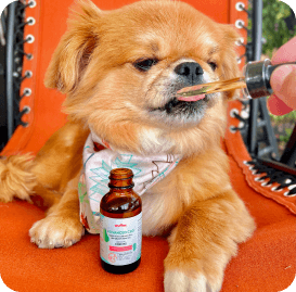 Joint Supplements for Dogs by The Joint Health Experts | Wuffes