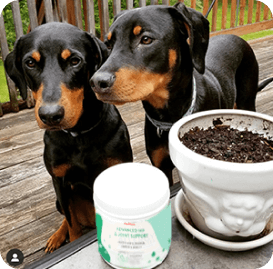 Joint Supplements for Dogs by The Joint Health Experts | Wuffes