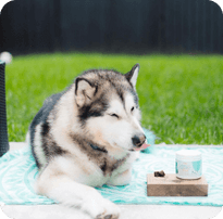 Joint Supplements for Dogs by The Joint Health Experts | Wuffes