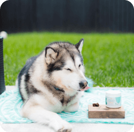 Joint Supplements for Dogs by The Joint Health Experts | Wuffes