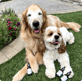 Joint Supplements for Dogs by The Joint Health Experts | Wuffes