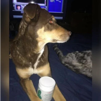 Supplements for Dogs and Multivitamins for Dogs | Wuffes